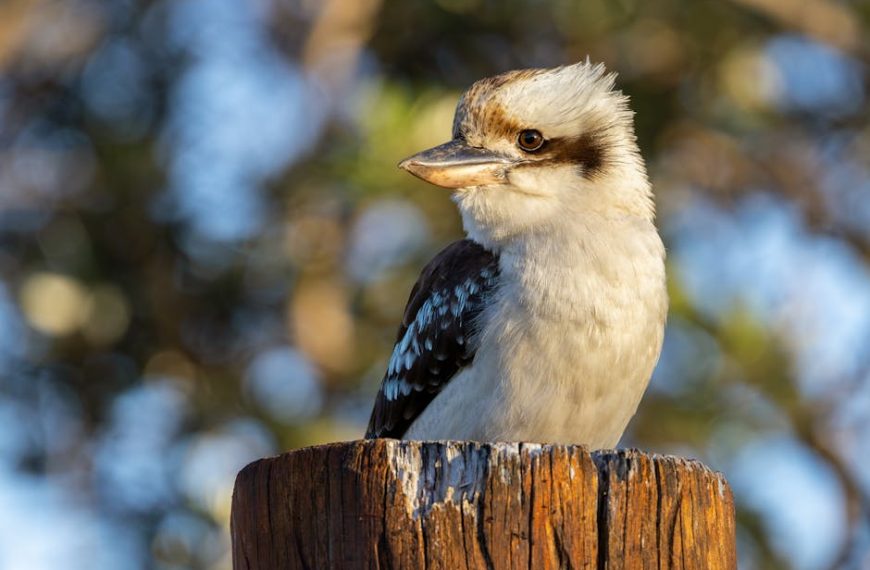 How Birds Show Affection: Understanding Their Touching Behaviors